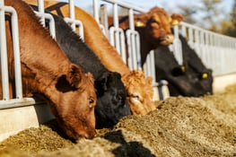 Animal Feed Formulation Software from Datacor (formerly Brill)