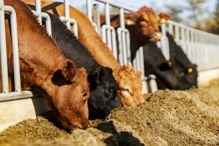 Animal Feed Formulation Software from Datacor (formerly Brill)